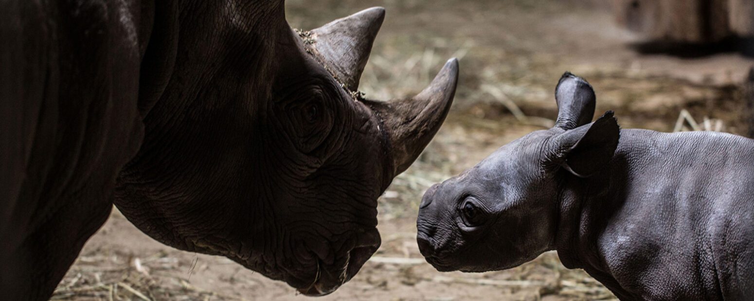 Critically Endangered Eastern Black Rhino Born at Lincoln Park Zoo Is a ...