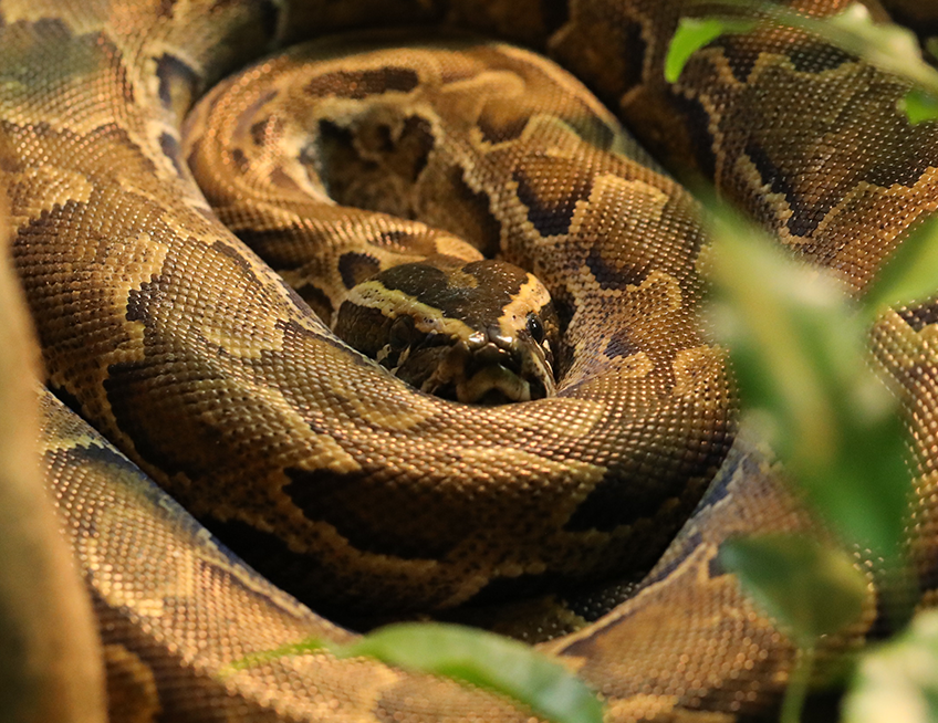 African Rock Python - Lincoln Park Zoo