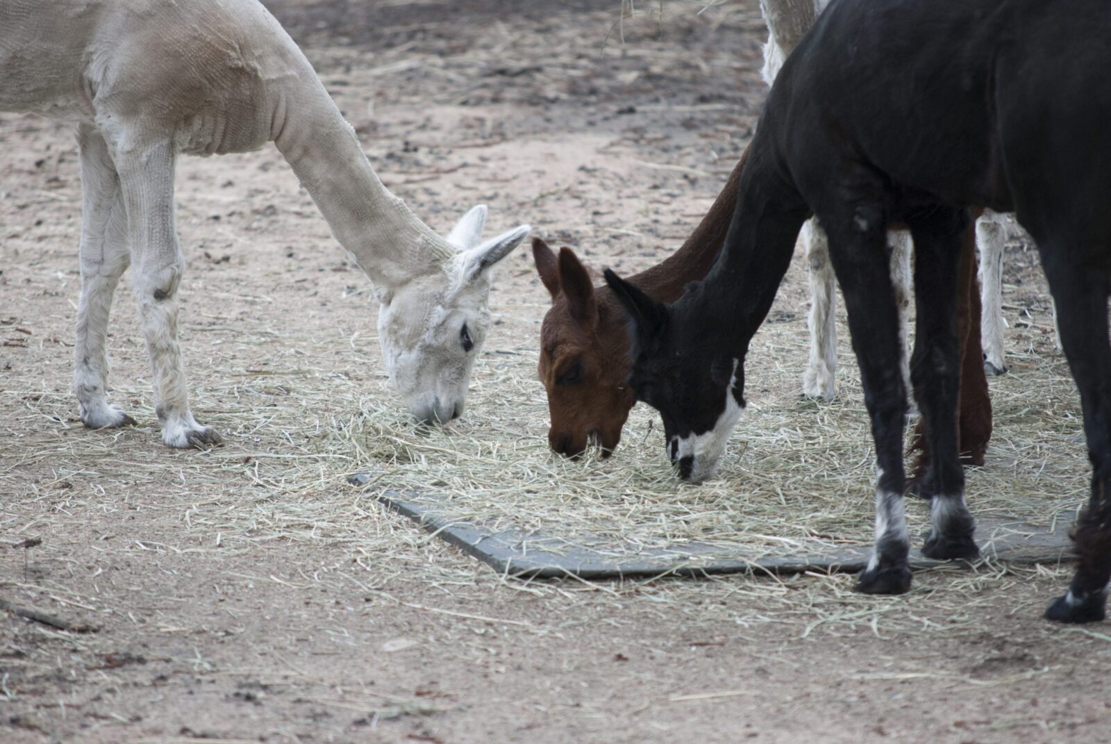 Camel & Zebra | Lincoln Park Zoo