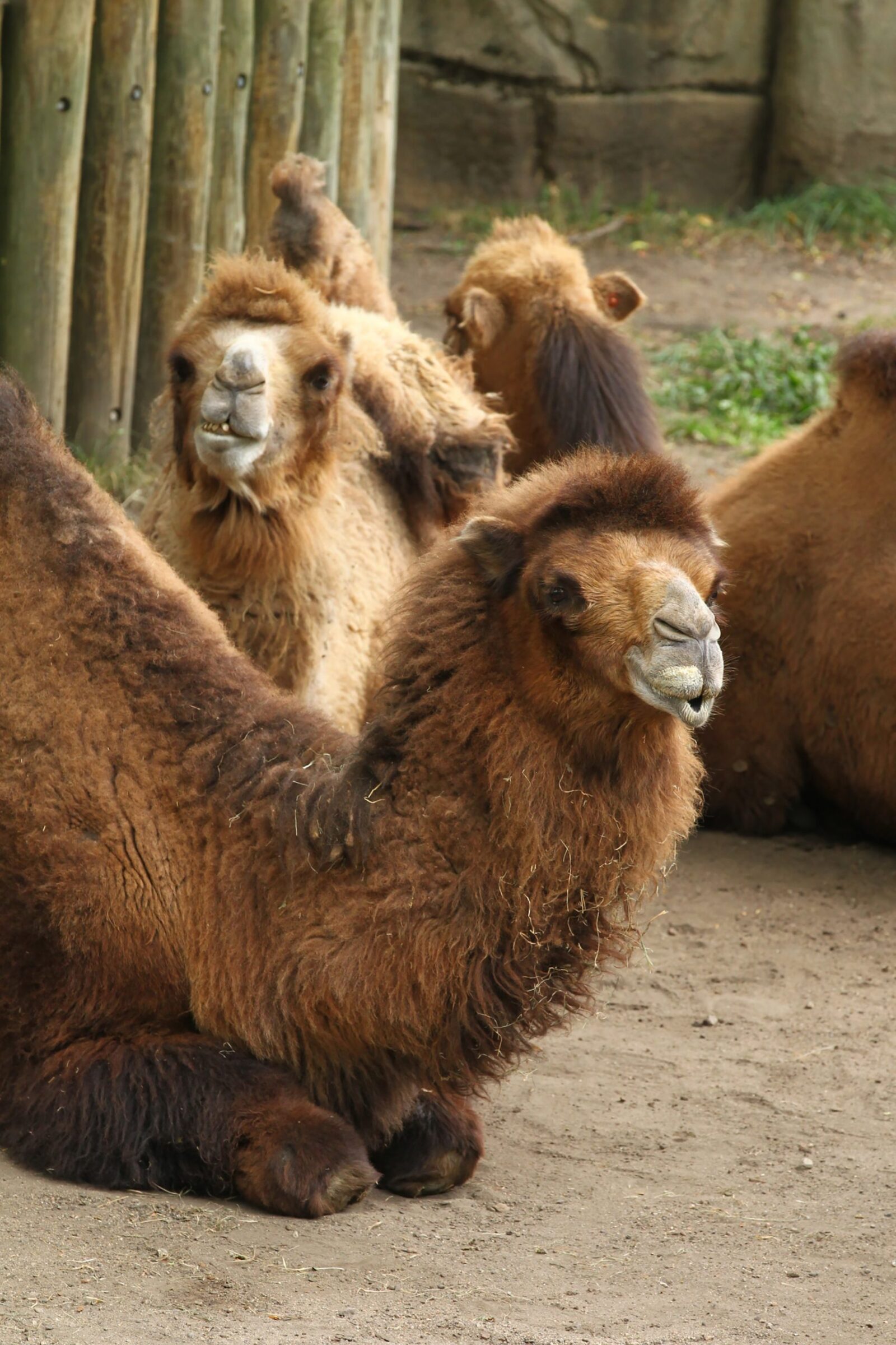 Camel & Zebra | Lincoln Park Zoo