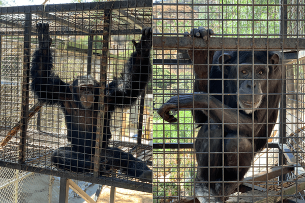 Chimpanzee ‘Actors’ Find Reprieve at Lincoln Park Zoo - Lincoln Park Zoo