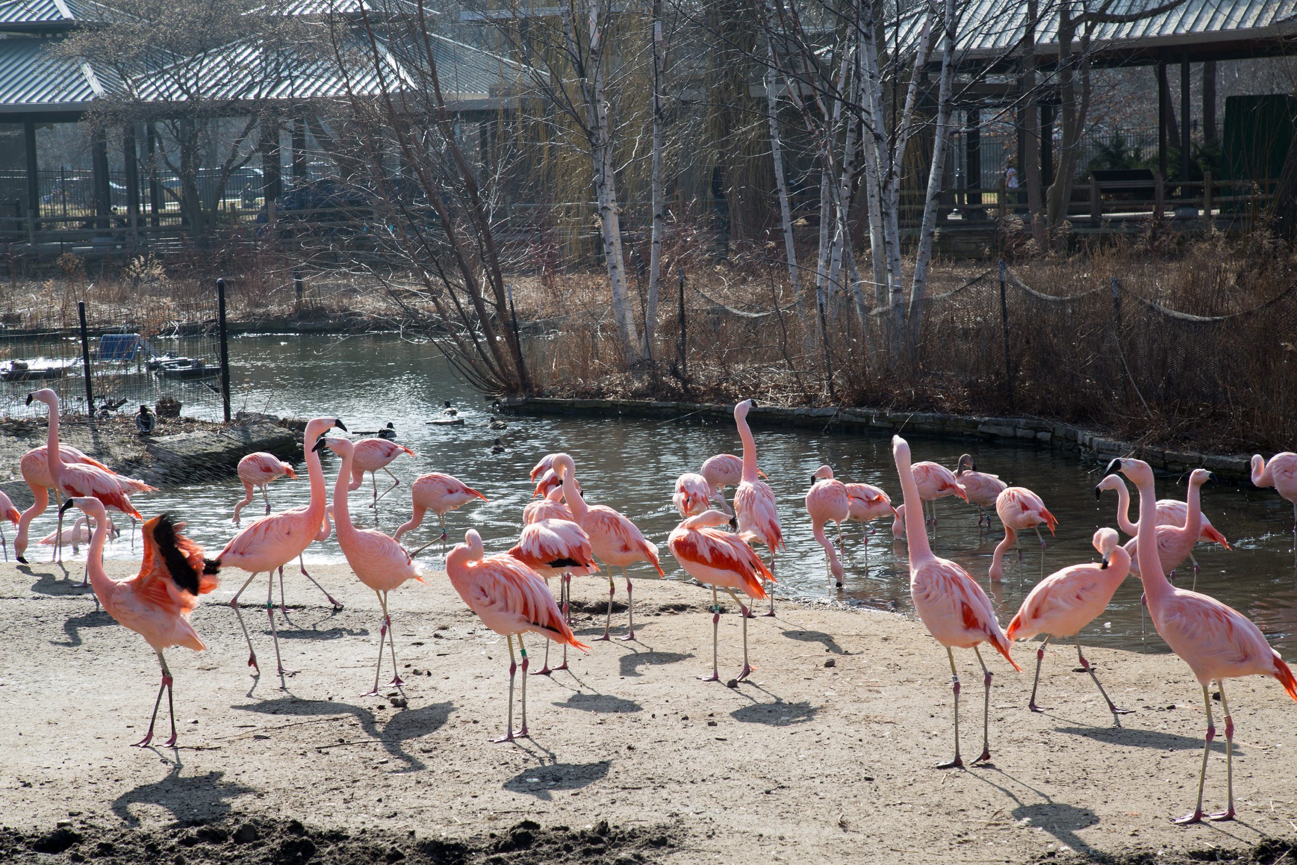 Hope B. McCormick Swan Pond and Waterfowl Lagoon - Lincoln Park Zoo