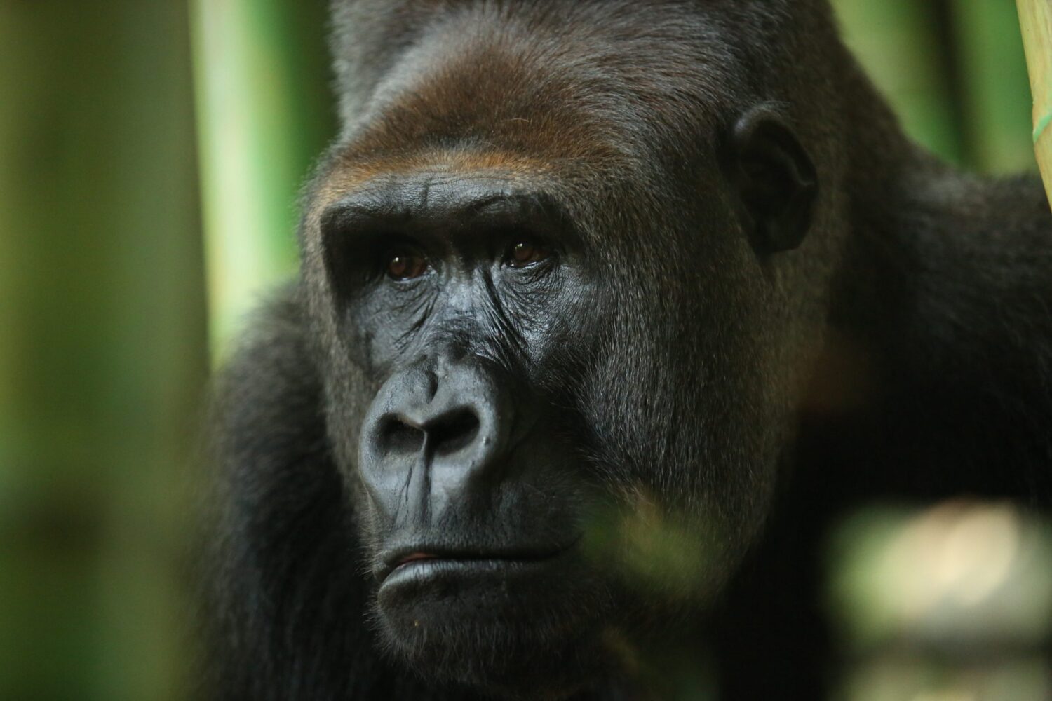 Regenstein Center for African Apes | Lincoln Park Zoo