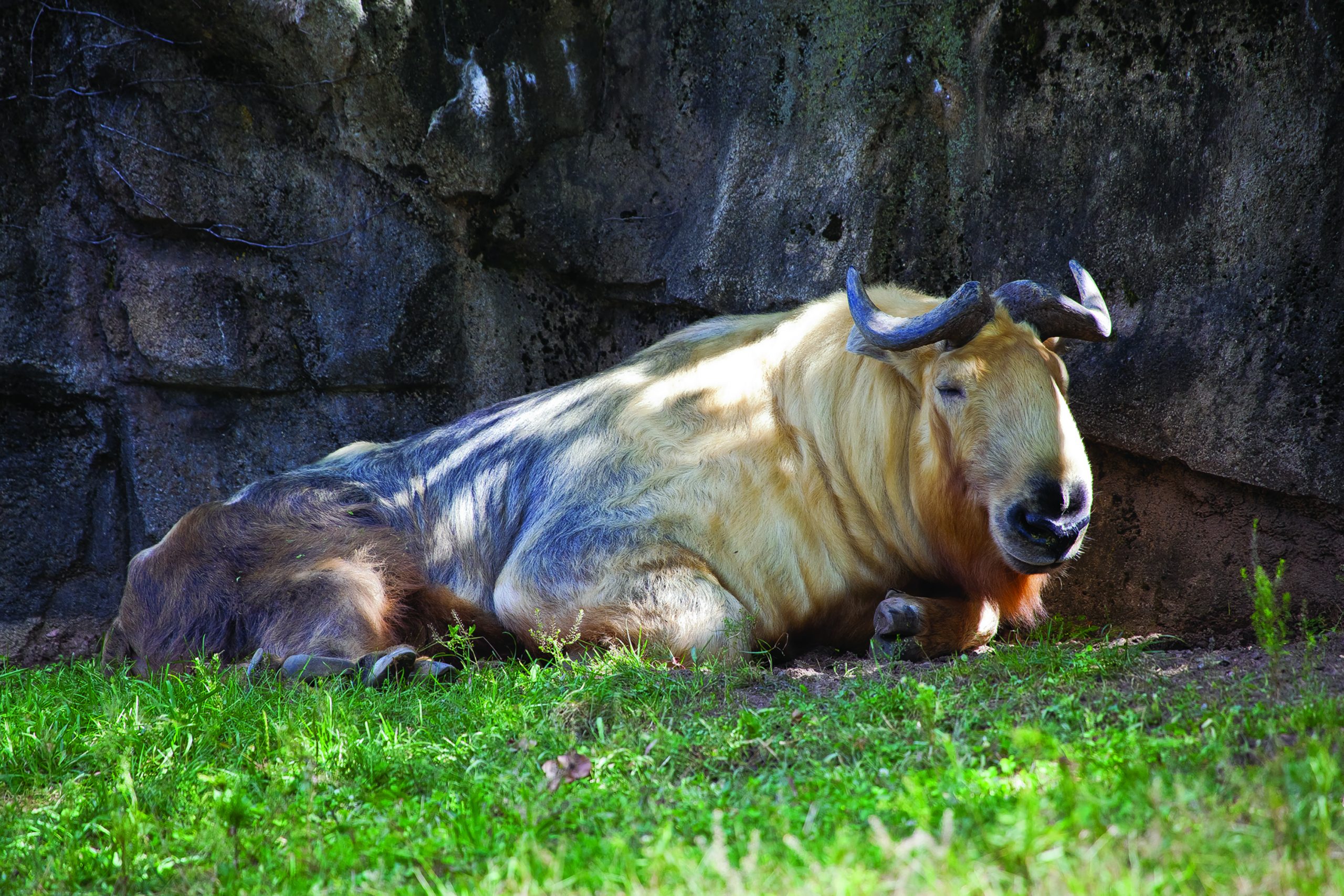 Camel & Zebra - Lincoln Park Zoo