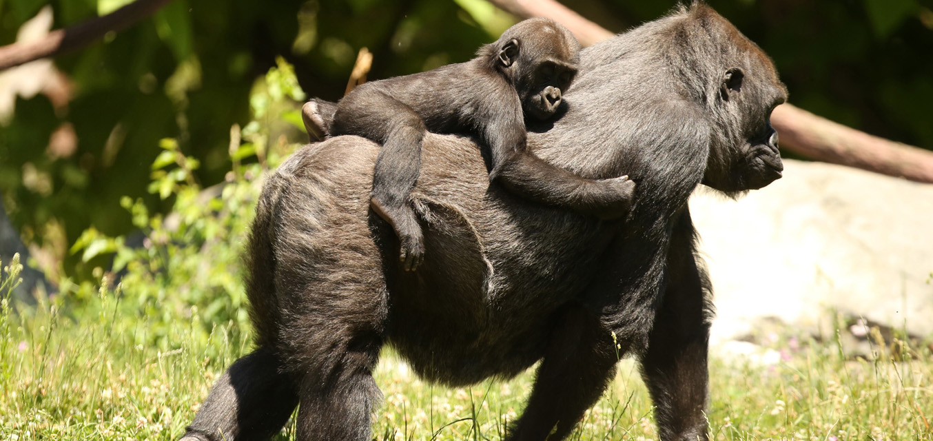 Regenstein Center for African Apes - Lincoln Park Zoo