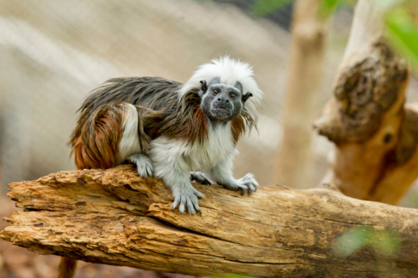 Helen Brach Primate House | Lincoln Park Zoo