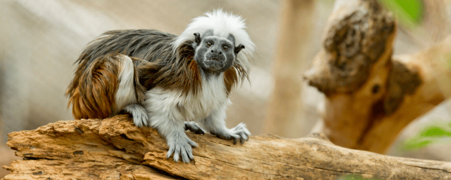 Helen Brach Primate House | Lincoln Park Zoo