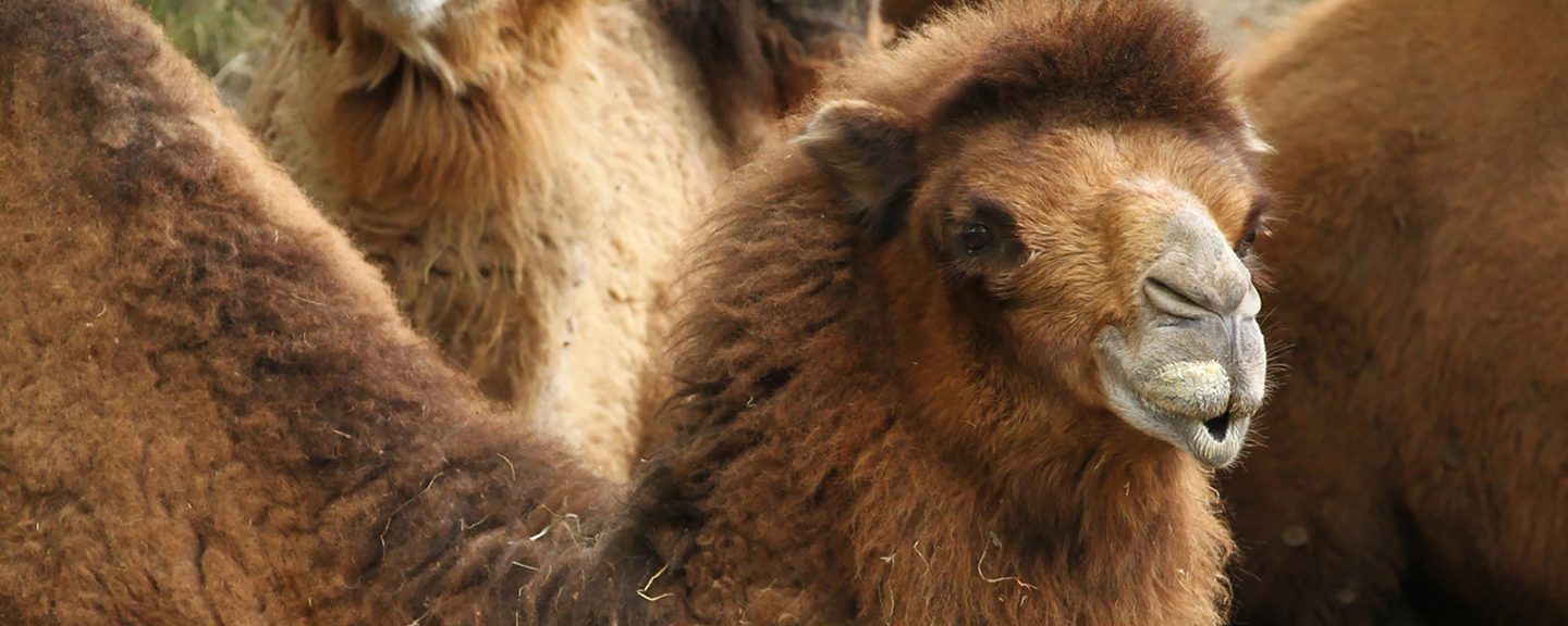 Camel & Zebra - Lincoln Park Zoo