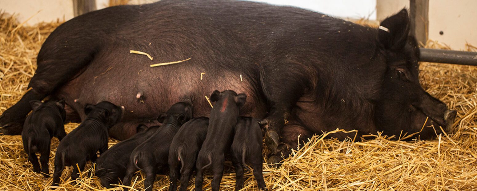 Farm-in-the-Zoo | Lincoln Park Zoo