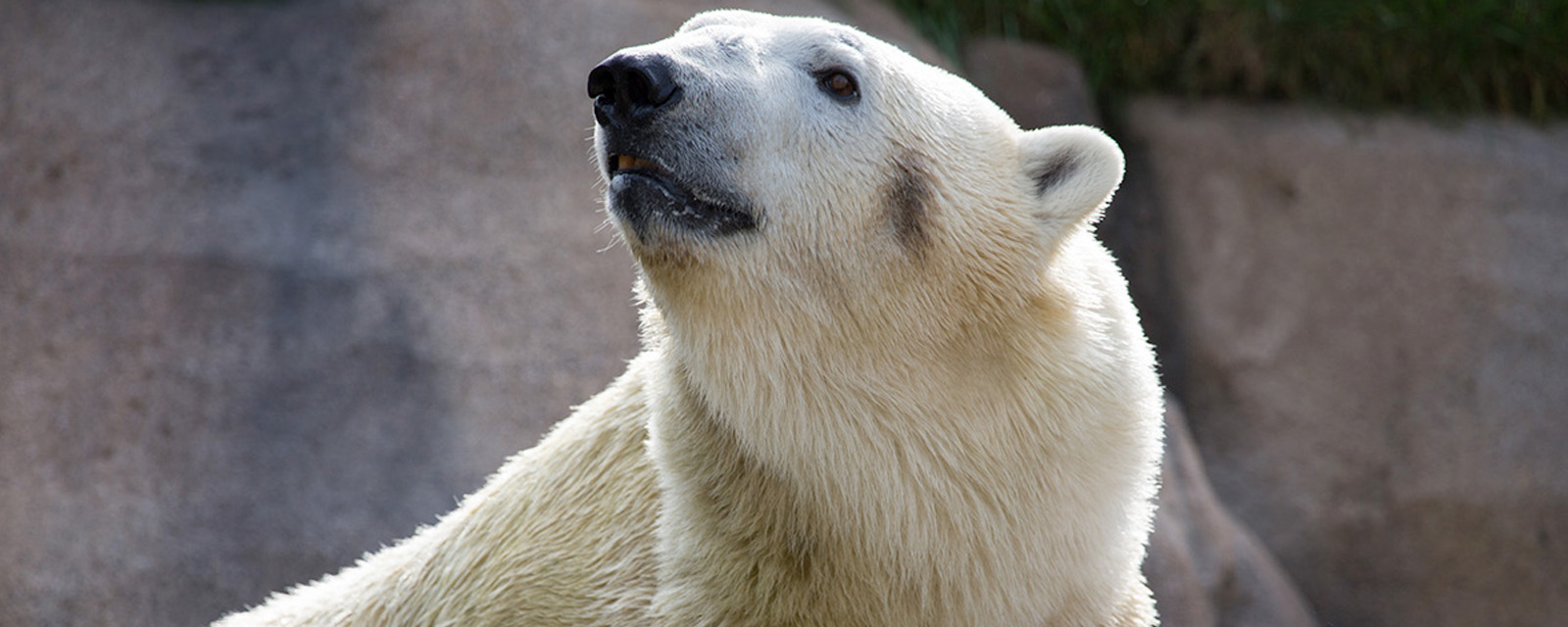 Endangered Animals And Adaptations Of The Arctic Tundra