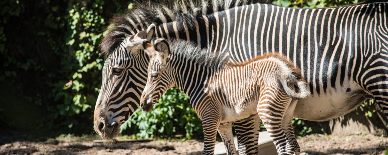 Endangered Grevy’s Zebra Born at Lincoln Park Zoo | Lincoln Park Zoo