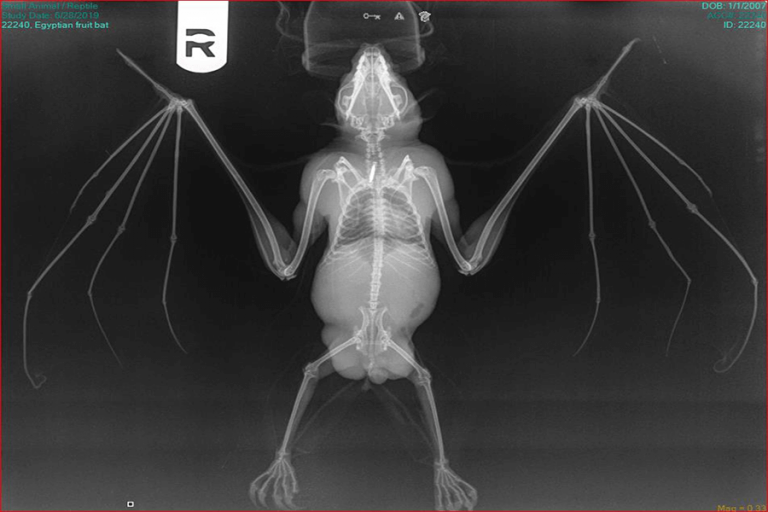 Animal X-Rays: An Inside Look - Lincoln Park Zoo