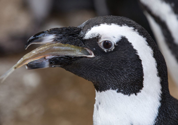 Calendar & Events - Lincoln Park Zoo