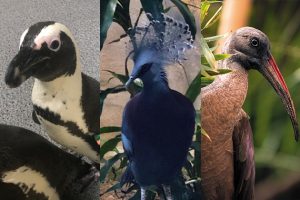 Animals & Gardens - Lincoln Park Zoo