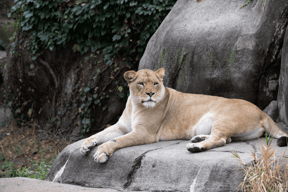 Opening Date and Species Announced for Lincoln Park Zoo’s Pepper Family ...