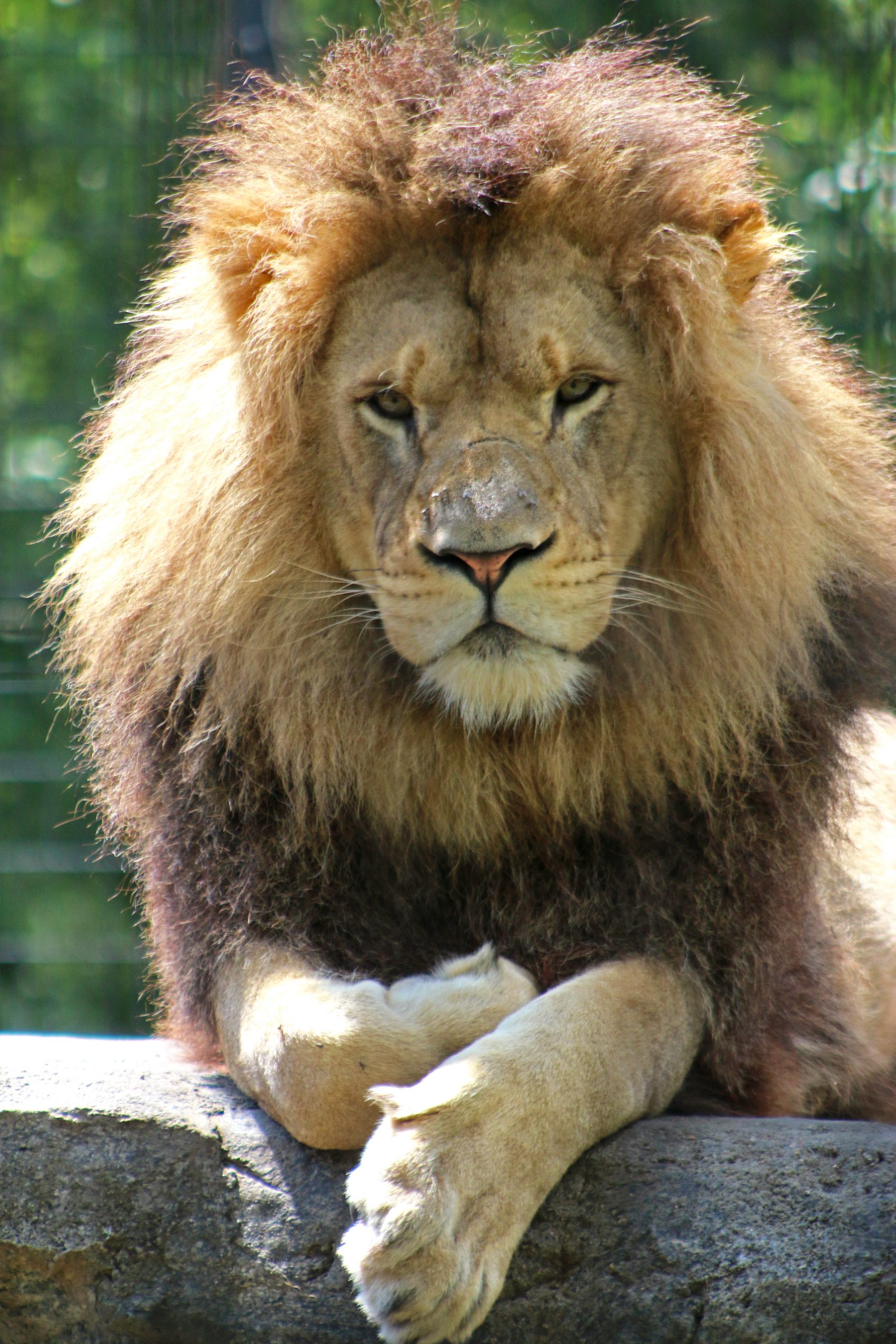 Lincoln Park Zoo’s Pepper Family Wildlife Center to Open October 14 ...