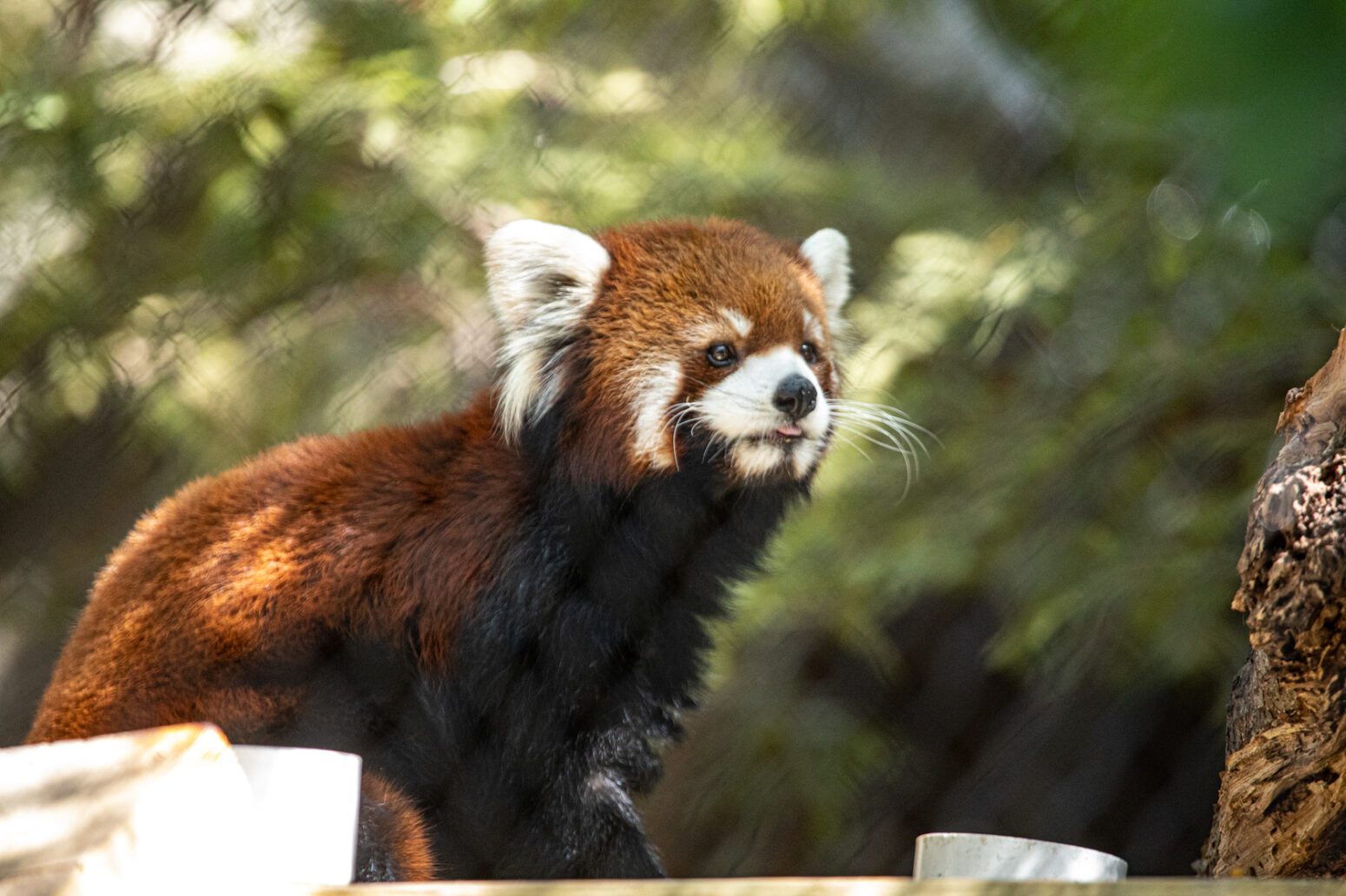 Pepper Family Wildlife Center Now Open at Lincoln Park Zoo | Lincoln ...