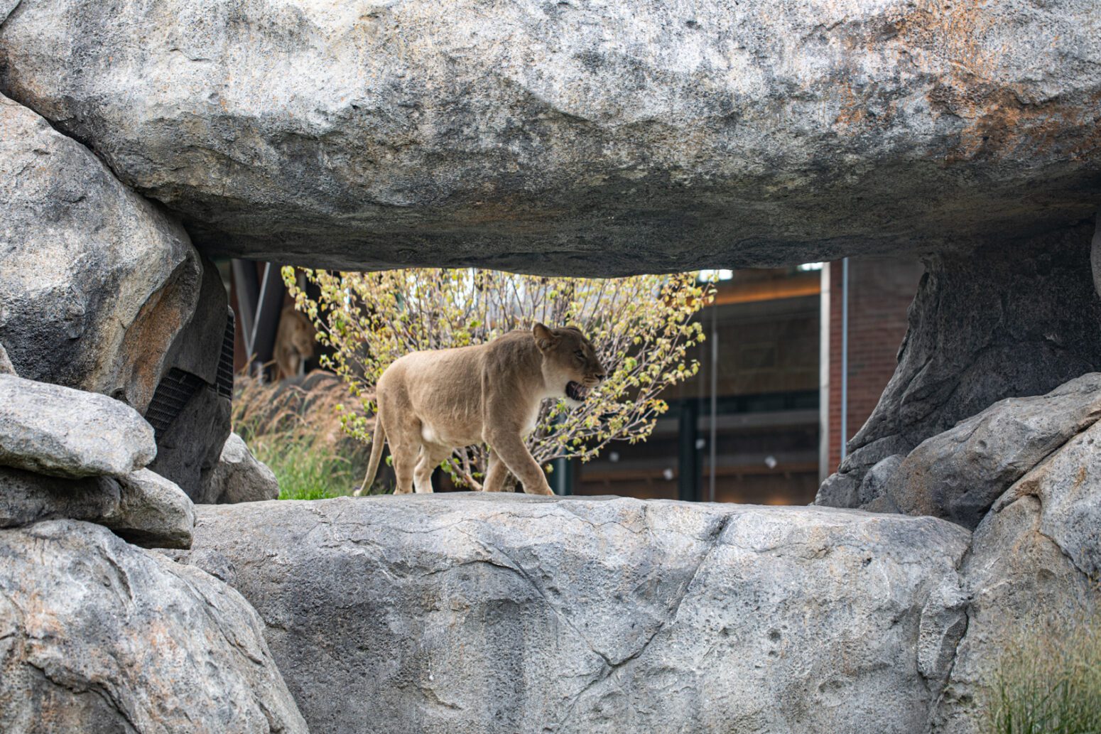 Pepper Family Wildlife Center Now Open at Lincoln Park Zoo | Lincoln ...