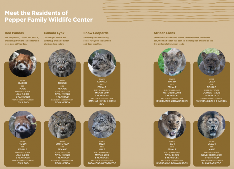 The Pride of Chicago | Lincoln Park Zoo