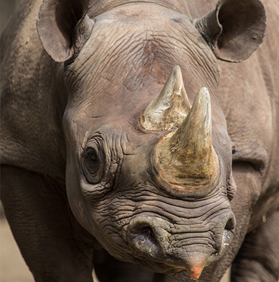 Wildlife Experience in the Heart of Chicago - Lincoln Park Zoo