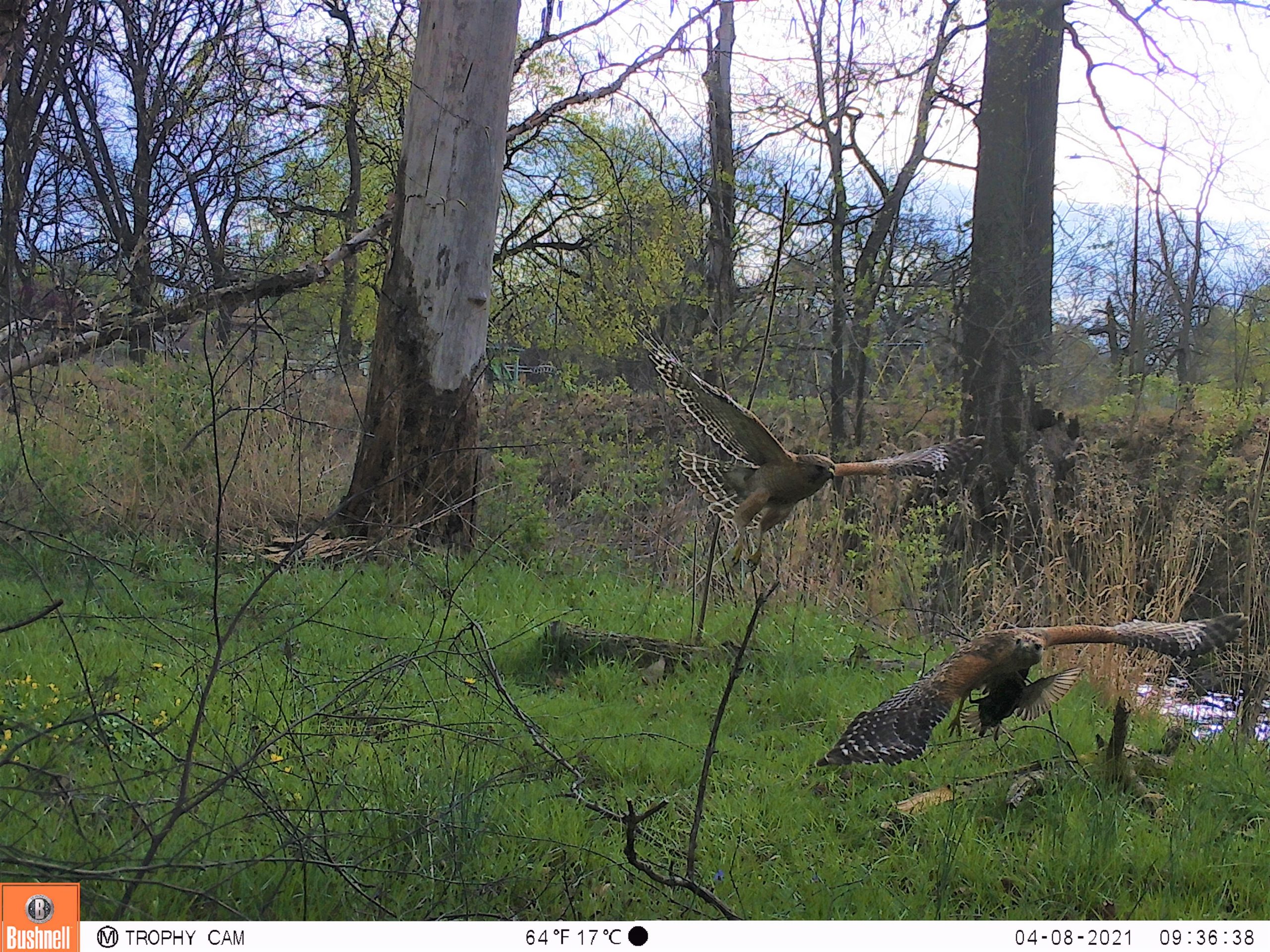 World’s Largest Urban Wildlife Network Expands to Europe and Africa ...