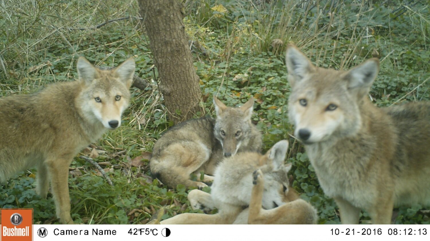 A Global Expansion | Lincoln Park Zoo