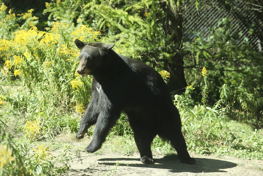 Picture Perfect: Setting Standards for Animal Imagery | Lincoln Park Zoo