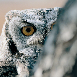 Cute Snowy Owls With Blue Eyes
