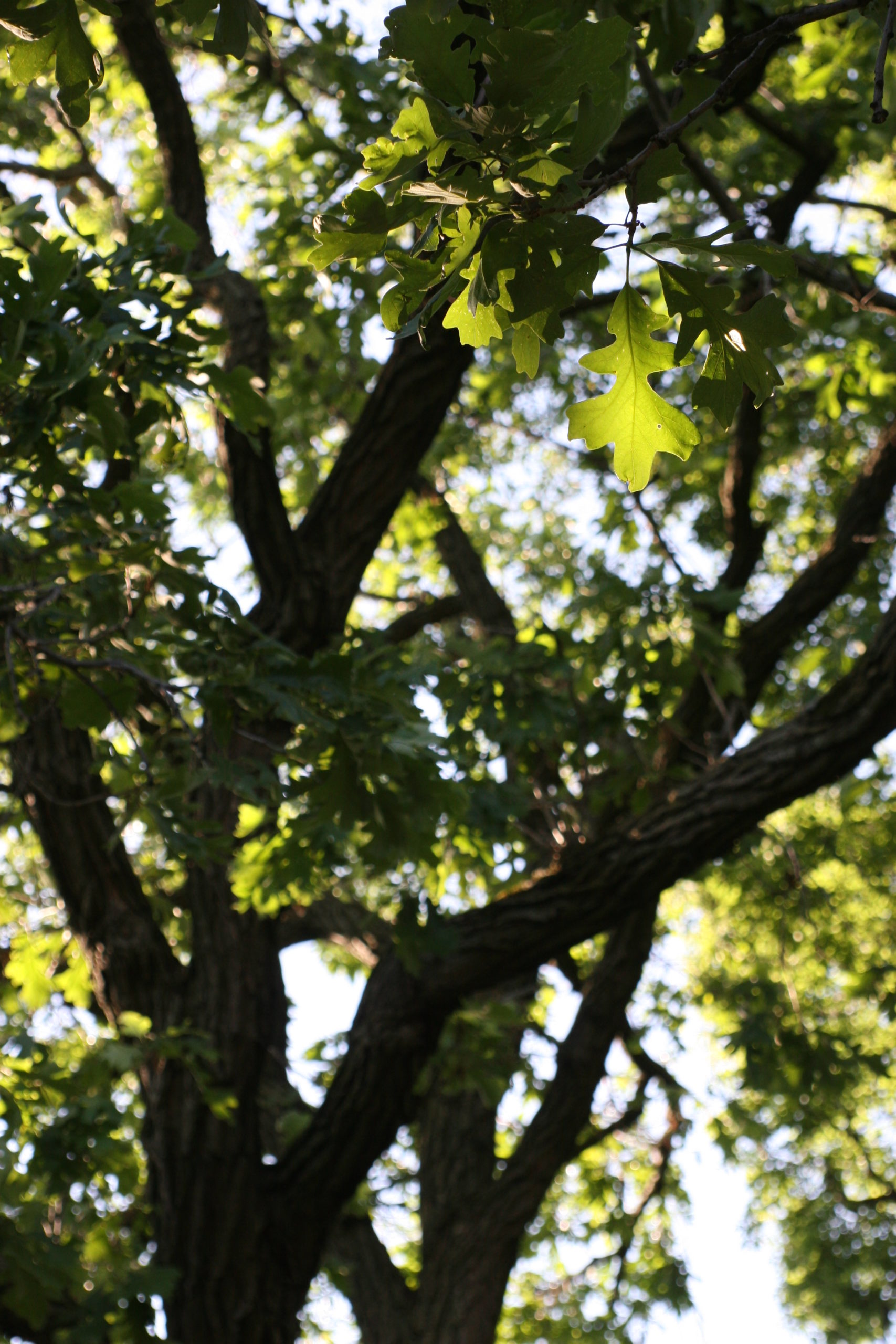 Lincoln Park Zoo Celebrates Centuries-Old Oak Tree - Lincoln Park Zoo