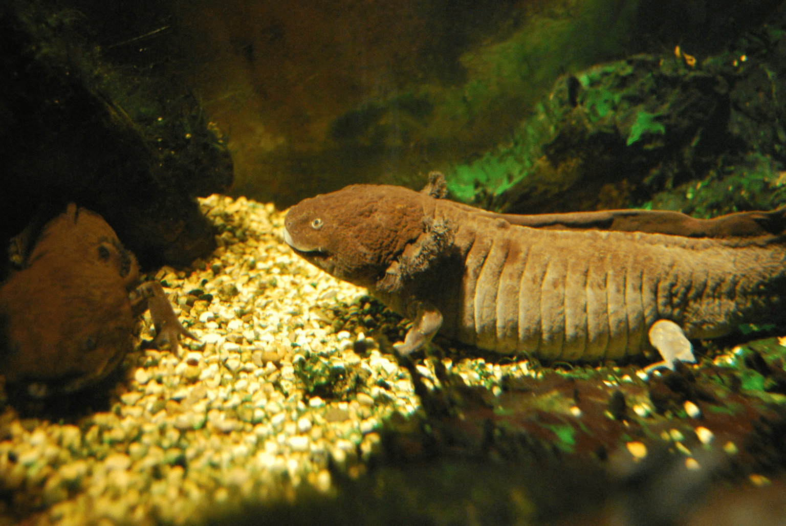 Axolotls Endangered - Lincoln Park Zoo