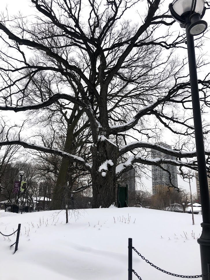 Lincoln Park Zoo Celebrates Centuries-Old Oak Tree - Lincoln Park Zoo