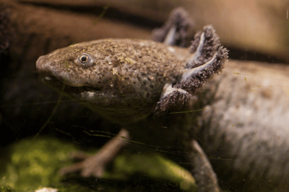 Axolotls Endangered - Lincoln Park Zoo