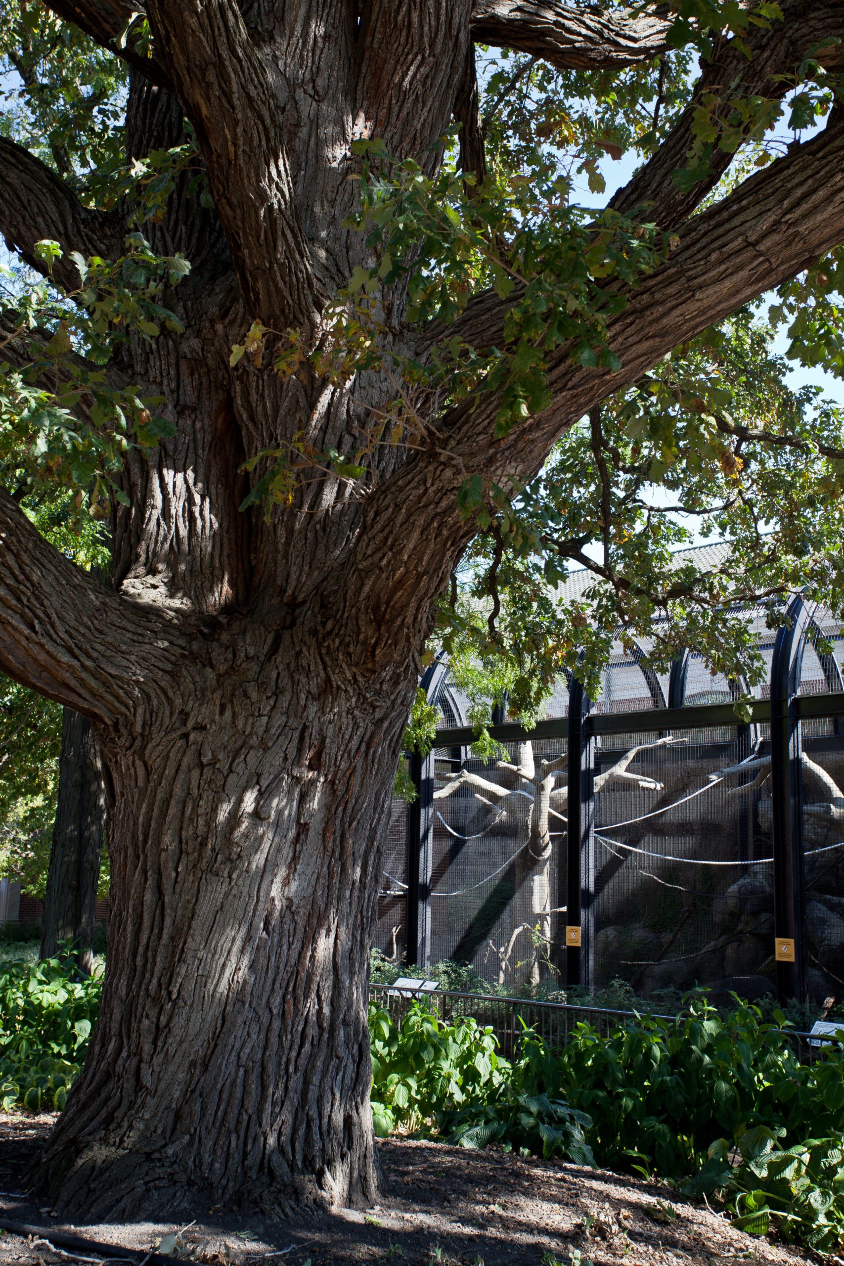 Lincoln Park Zoo Celebrates Centuries-Old Oak Tree - Lincoln Park Zoo