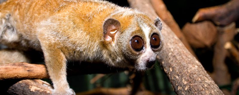 Pygmy Slow Loris | Lincoln Park Zoo