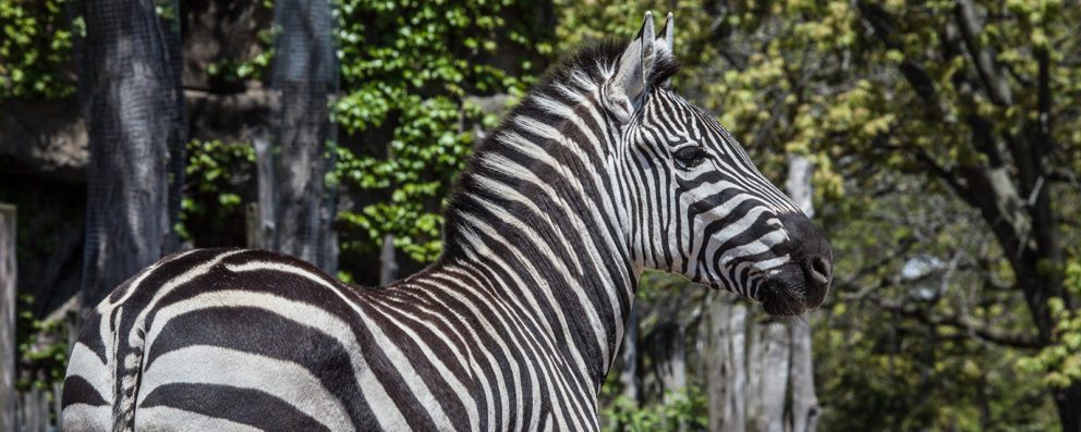 Plains Zebra | Lincoln Park Zoo