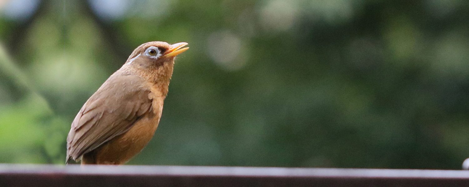 Chinese Hwamei | Lincoln Park Zoo