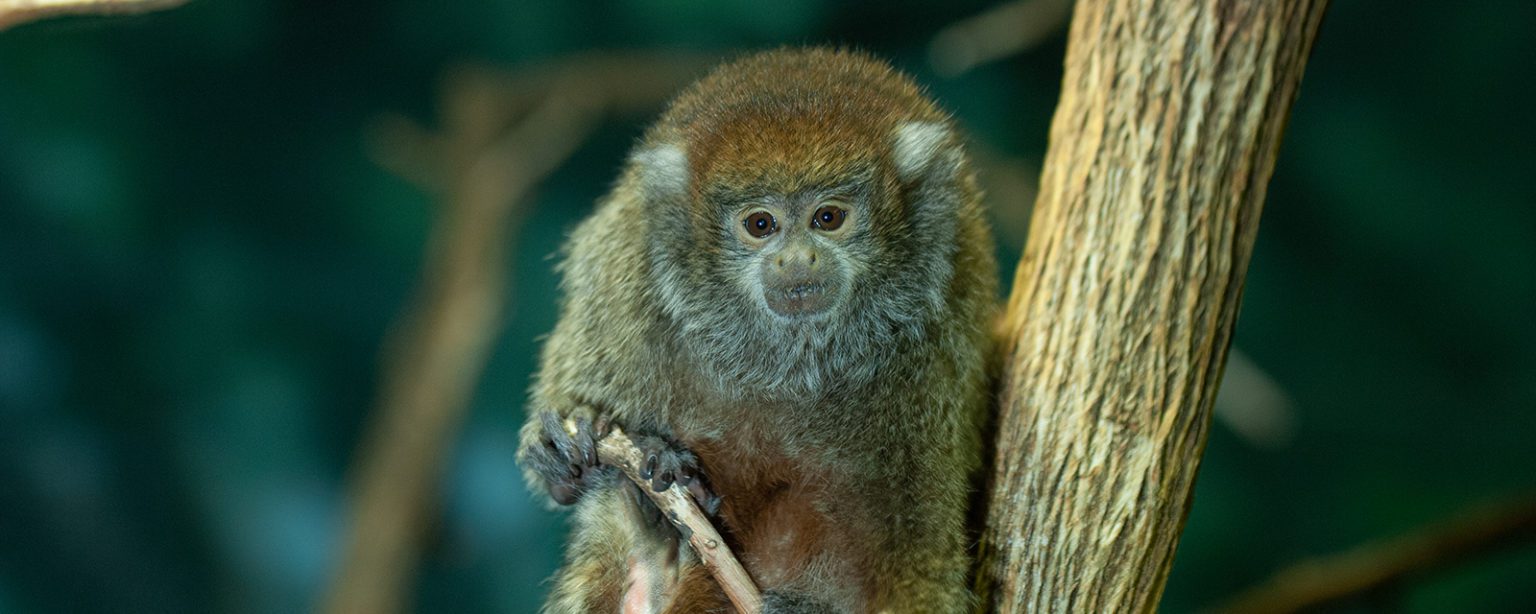 Bolivian Gray Titi Monkey | Lincoln Park Zoo