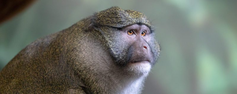 Allen's Swamp Monkey | Lincoln Park Zoo