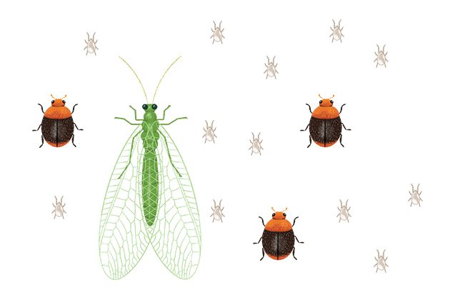 Beneficial Bugs | Lincoln Park Zoo