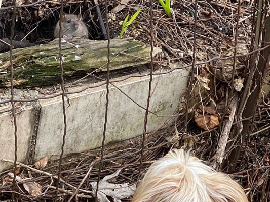 Chicago Rat Project: Thoughts About Rats during the Stay-at-home Order ...