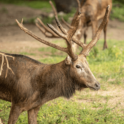 Père David’s Deer | Lincoln Park Zoo