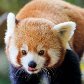 Red Panda | Lincoln Park Zoo