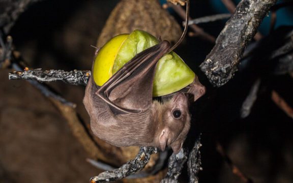 Egyptian Fruit Bat | Lincoln Park Zoo