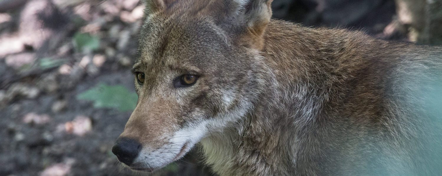 Science to Support Red Wolf Recovery | Lincoln Park Zoo
