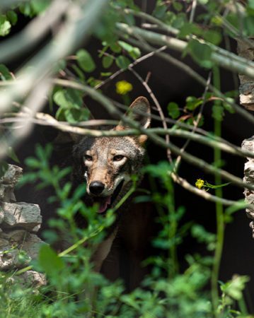 Science to Support Red Wolf Recovery | Lincoln Park Zoo