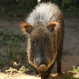Chacoan Peccary | Lincoln Park Zoo