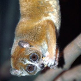 Pygmy Slow Loris | Lincoln Park Zoo