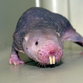 Naked Mole Rat | Lincoln Park Zoo