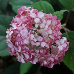 Invincibelle® Ruby Smooth Hydrangea | Lincoln Park Zoo