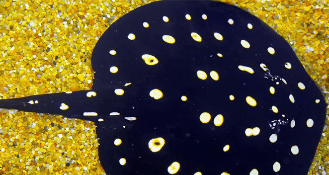 White-Blotched River Stingray | Lincoln Park Zoo